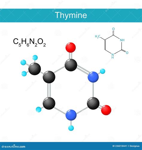 Thymine Dna Molecular Molecular Model 3d Rendering Structural