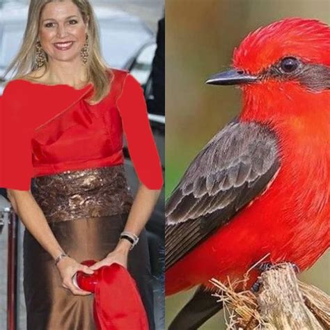 الهام گرفتن ملکه ماکسیما از پالت پر پرندگان در طراحی لباس هایش