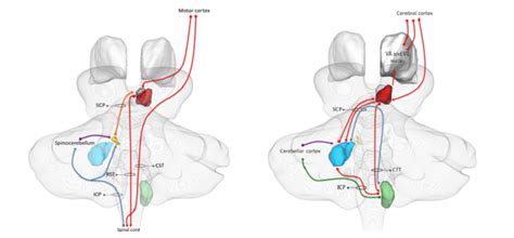 Red Nucleus And Rubrospinal Tract Unraveling Their Role In Movement Very Big Brain