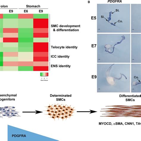 Spatial And Temporal Expression Of Pdgfra Mrna During Embryonic Download Scientific Diagram