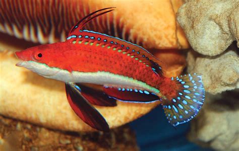 Longfin Fairy Wrasse