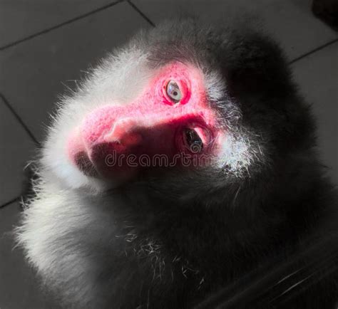 Portrait Of A Red Monkey Face Stock Image Image Of Yuanjiajie