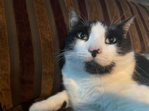 Do Orange Cats Get To Be Tuxedo Cats Also With The Tuxedo Pattern Is