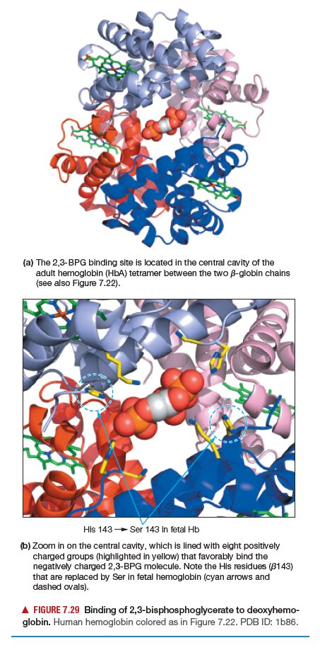 Answered A The 23 Bpg Binding Site Is Located Bartleby