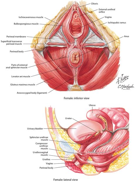 Human Female Abdomen Pelvis Diagram Rib Cage Medical Art Library