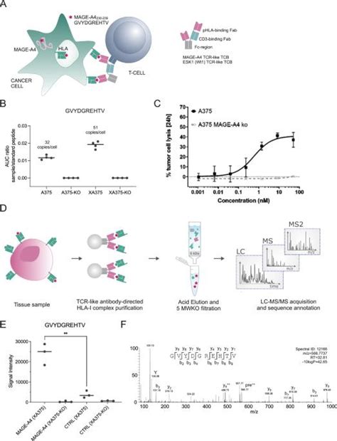Roches Paper On Tcr Like Antibodies In Human Tissues The Antibody Society Posted On The Topic