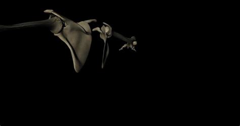 Squirrel Animation Stock Video Footage For Free Download