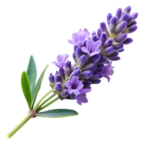 Lavender Flowers Pngs For Free Download