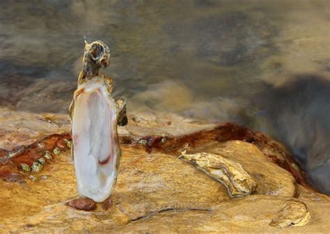 Piękno I Destrukcja Halina Krawczyk I Jan Pawelski Kwartalnik