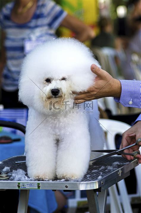 狗狗美容高清摄影大图 千库网
