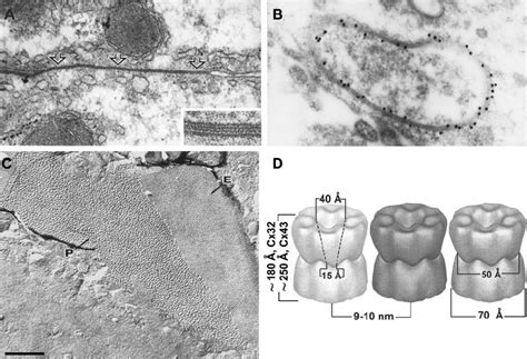 Gap Junctions Histology Hls Nervous Tissue And Neuromuscular