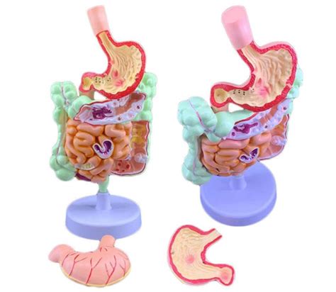 Teaching Aids For Digestive System At Katharine Gillis Blog
