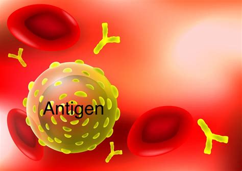 Antigen (แอนติเจน) - National Science Museum