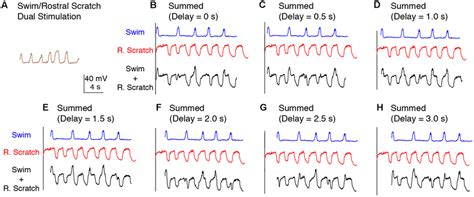 Calculated Linear Summations Of The Membrane Potential Oscillations