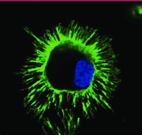 Phénotype Dune Cellule Dendritique Photographie Dune Cellule