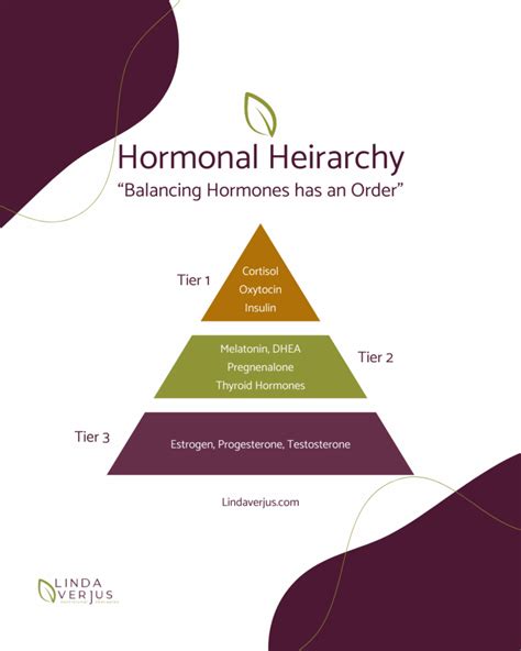 3 Tiers Of Hormonal Hierarchy Why Balancing Hormones Is More Than