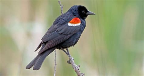 14 Black Birds With Brown Heads Pictures And Identification