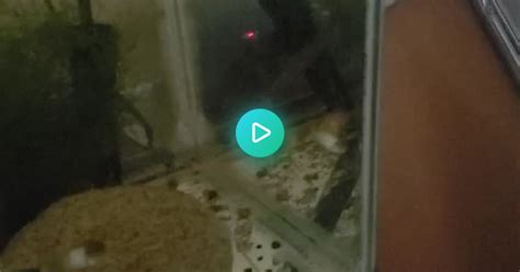 Early Morning Bichir Album On Imgur