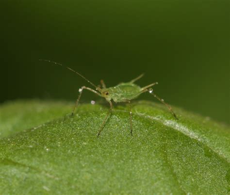 Basil Plant Pests At Caitlyn Lavater Blog