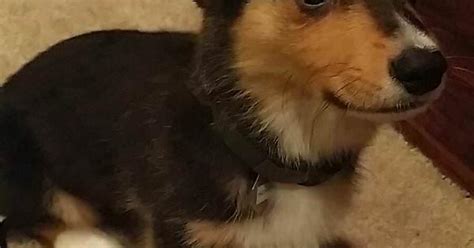 Sattilite Pupper Album On Imgur