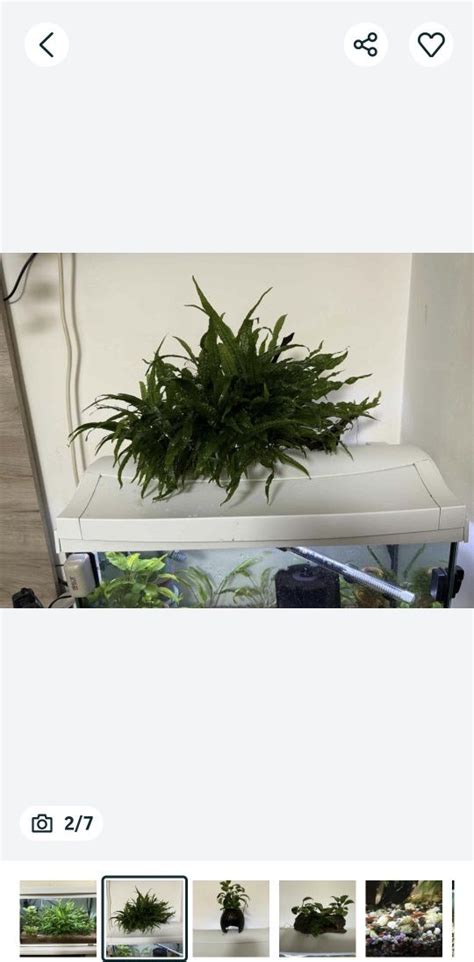 Decoruri Naturale Acvariu Plantelemne Melci Creveți Nuca De Cocos