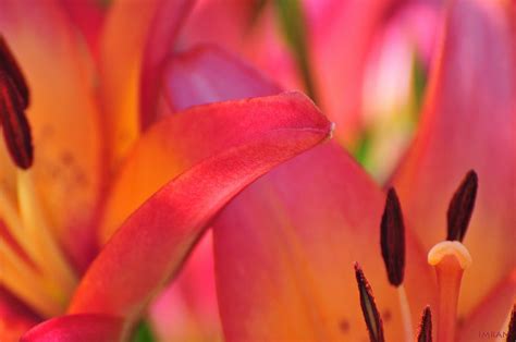 Luscious Li Ly Ps Imran™ Lily Flower Mind Blown Luscious