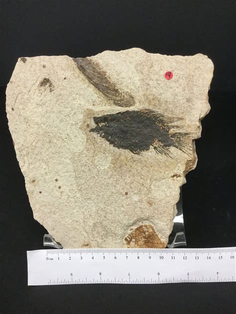 Vertebrate Fossils Fossil Avenue