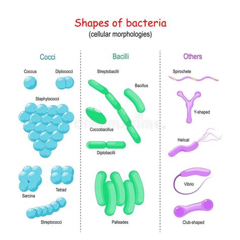 Cellular Morphologies Stock Illustrations 27 Cellular Morphologies