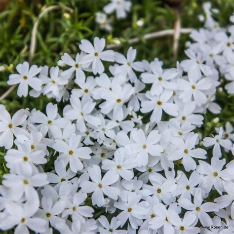 Ruby Kiss® Rose Kordes Rosen
