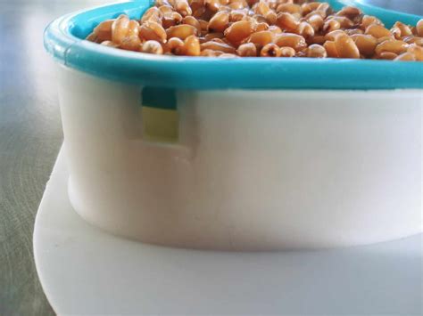 Wheatgrass Growing Kit Nzrr