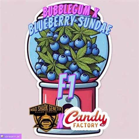 Bubblegum X Blueberry Sudae Photo Fem Cfc