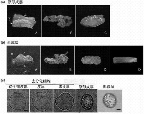 Antioxidant Anti Inflammatory Or Anti Aging Composition Containing A