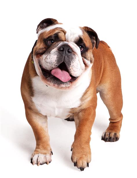 Пин от пользователя Вилина на доске Английские бульдоги | Английские ...