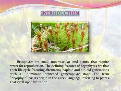 Origin And Evolution Of Bryophytes Pptx Biological Sciences Science