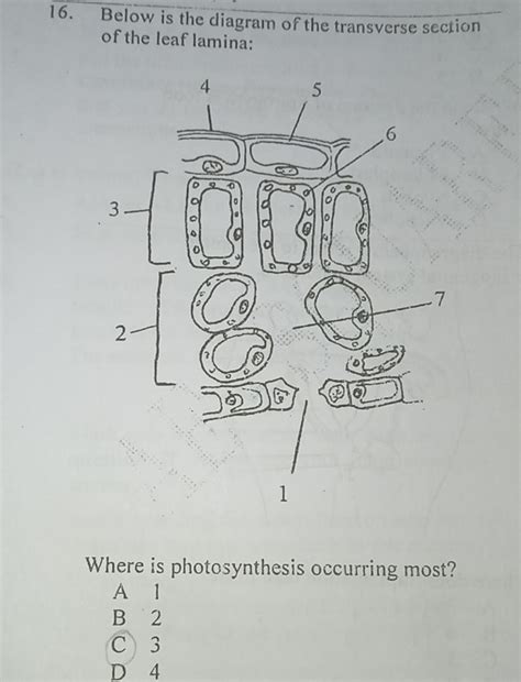 Solved Below Is The Diagram Of The Transverse Section Of The Leaf