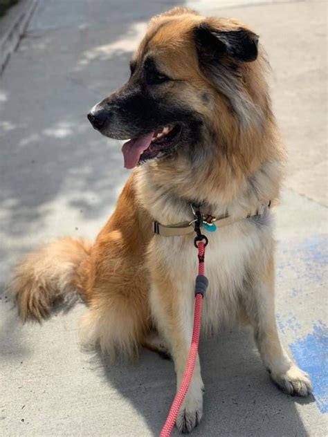 German Shepherd Great Pyrenees Mix Traits Care And Temperament