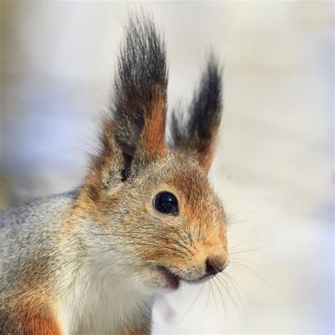 Portrait Of A Cute Fluffy Squirrels Stock Image Image Of Beautiful Nature 68637259
