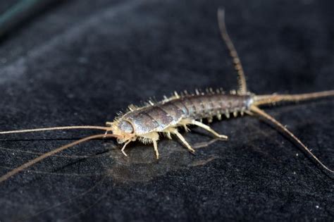 Tiny Gray Bugs What Are They And How To Get Rid Of Them