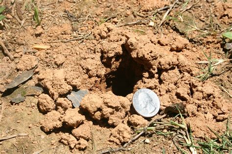 What Is Digging 2 Inch Holes In My Yard At Paula Mccullough Blog