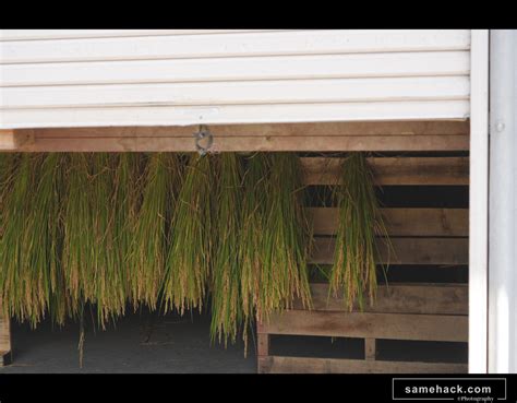 【angular】パイプを使ってみよう！【日付のフォーマット】 サメハック