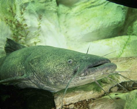 Free Picture Flathead Catfish Pylodictis Olivaris