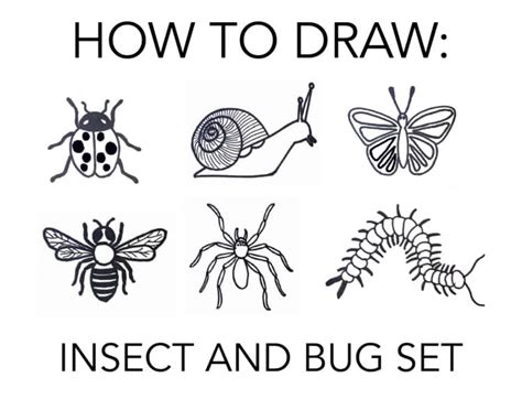 How To Draw Bugs And Insects By How To Draw Hub Tpt
