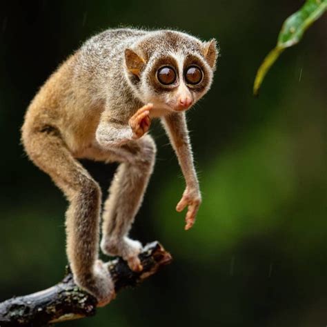 Cute Slow Loris Sitting On A Tree Branch