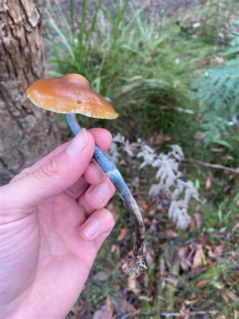 Psilocybe Subaeruginosa Rpsilocybecyanescens