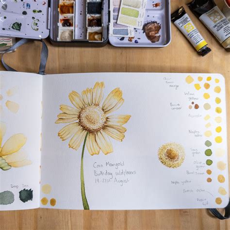 Corn Marigold Study Salt Marsh Studio