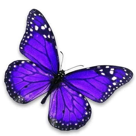 Discover The Purple Butterfly Meaning And Its Amazing Symbolism