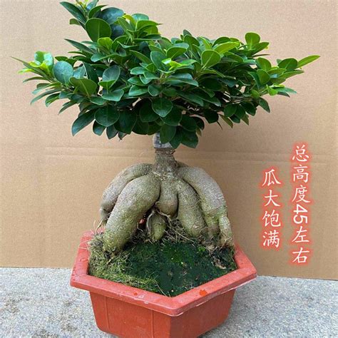 Ginseng Banyan Small Leaf Banyan Tree S Shaped Eight Character Bonsai Indoor Balcony Plant Sweet