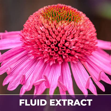 Echinacea Angustifolia Root Fe Botanical Extracts Manufacturing Manfacture Botanical