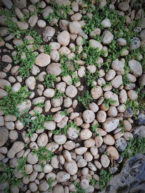 Rock And Grass Stock Image Image Of Plant Flooring 222877053