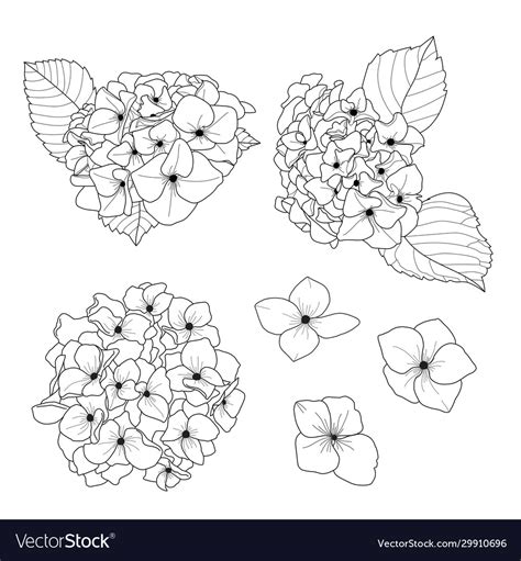 Hydrangea Flower Draw Doodle Black And White Line Vector Image